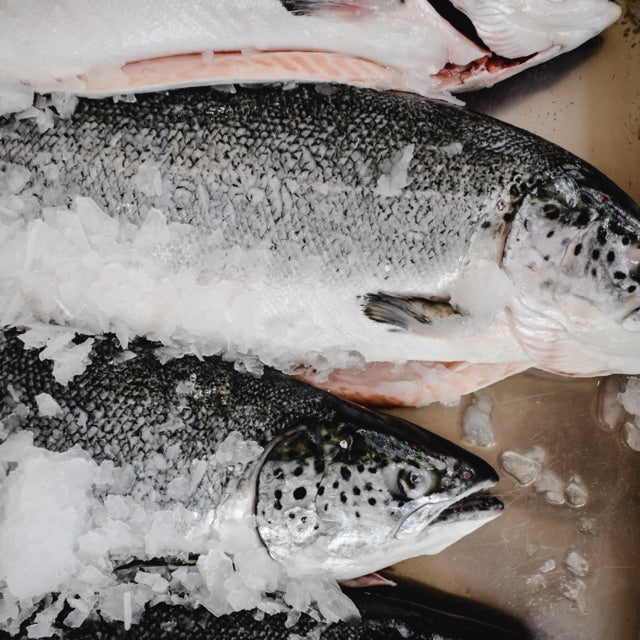 Fresh Fish – Hooked On Fish Co.